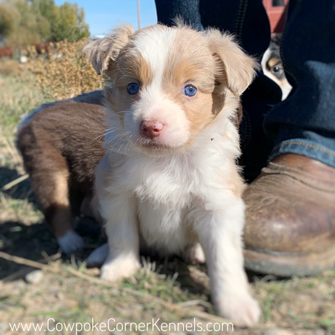 Available Mini Aussie pups | Cowpoke Corner Kennels and Ranch