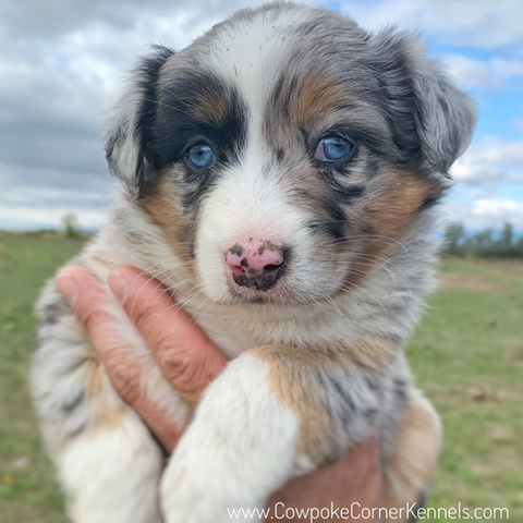 Available Mini Aussie pups | Cowpoke Corner Kennels and Ranch